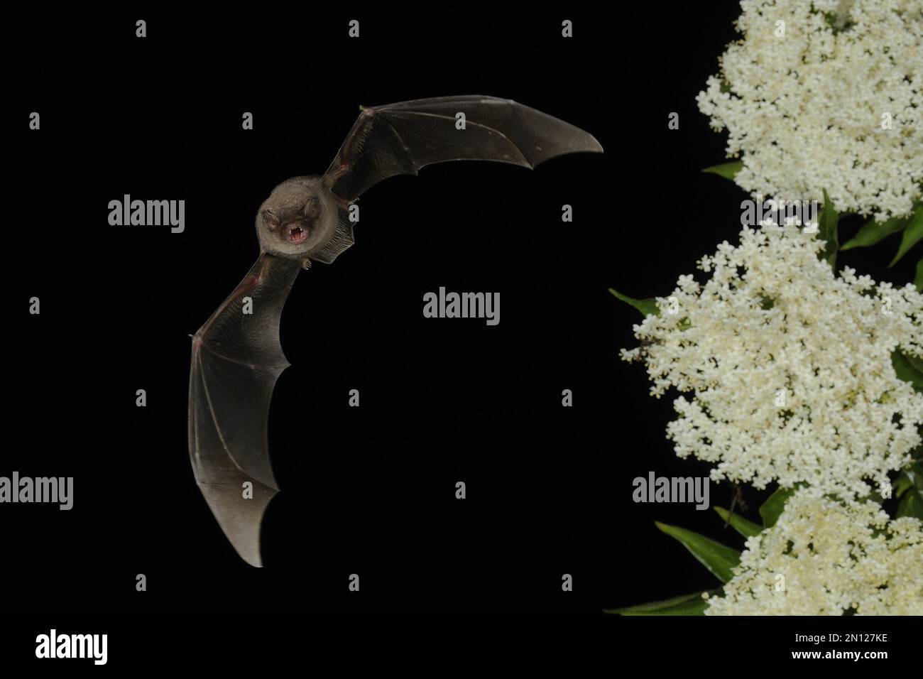 Common bent-wing bat (Miniopterus schreibersii) flies past a flowering ...
