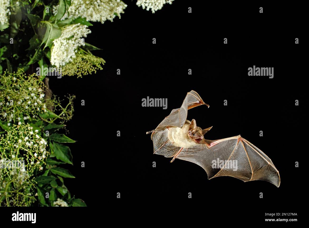Elder plant mouse hi-res stock photography and images - Alamy