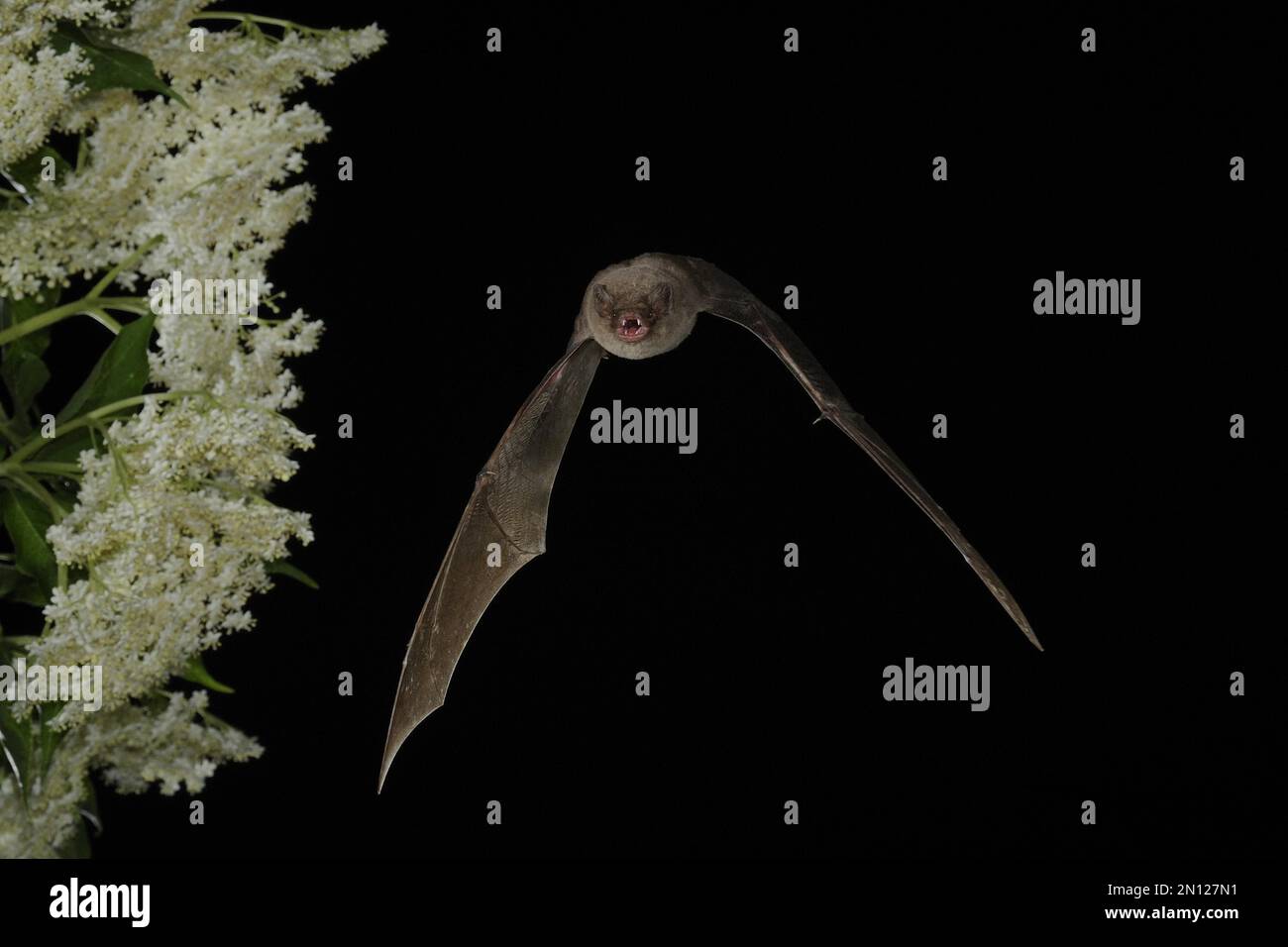 Common bent-wing bat (Miniopterus schreibersii) flies past a flowering ...