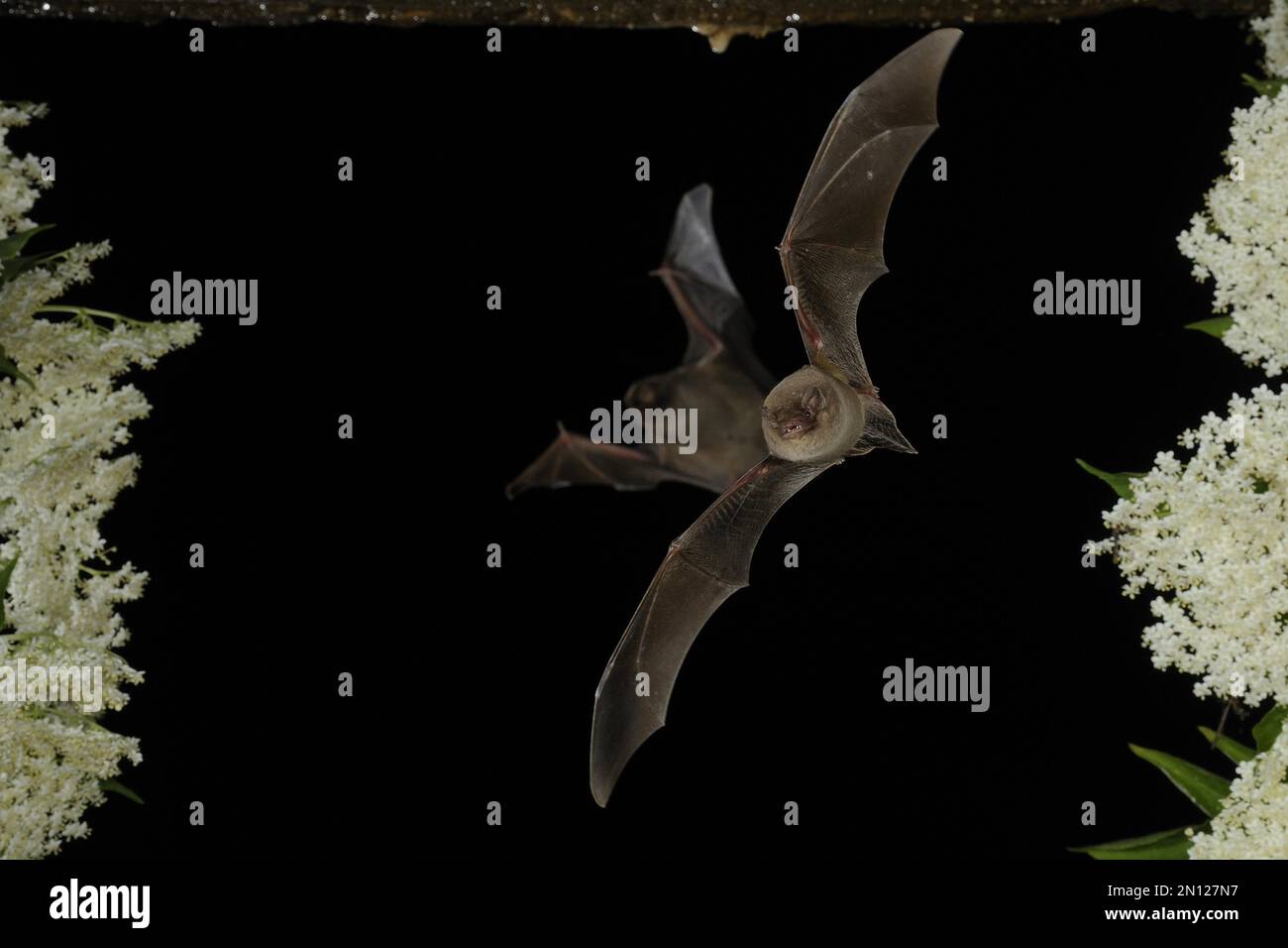 Common bent-wing bat (Miniopterus schreibersii) flies past a flowering ...
