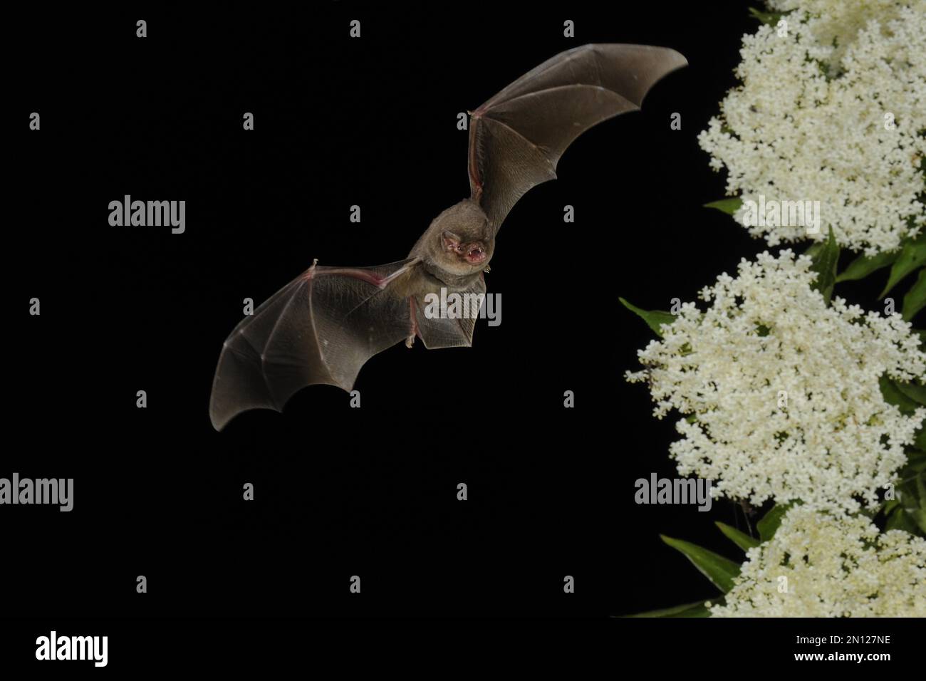 Blossom bat hi-res stock photography and images - Alamy