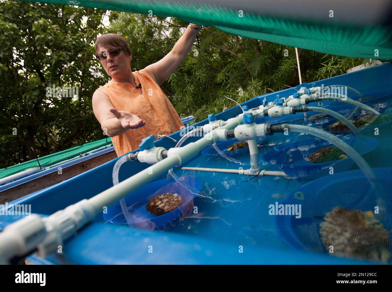 In this Sept. 28, 2015 photo, Hawaii Institute of Marine Biology ...