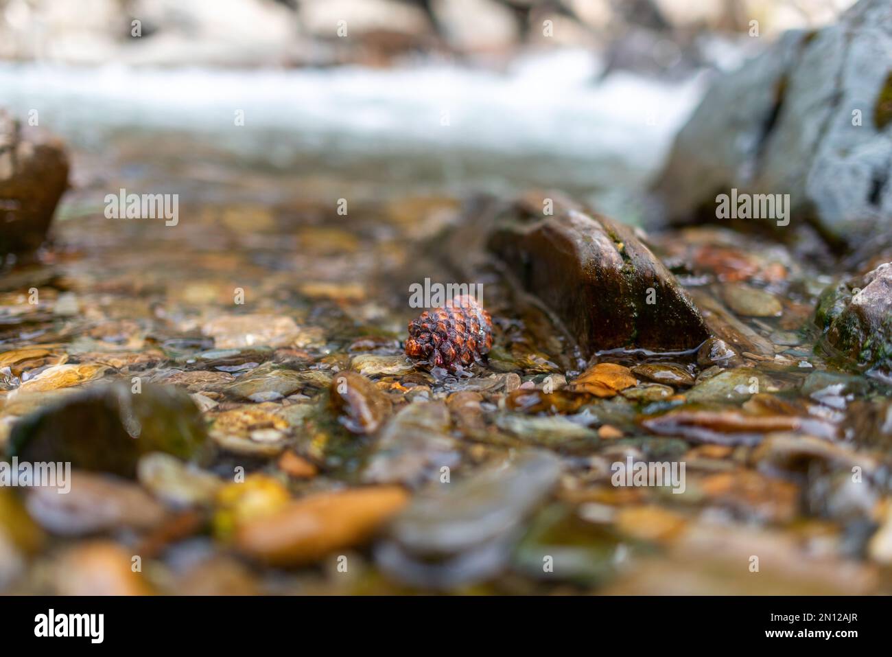 A fresh cedar cone lies in the clear water of a mountain stream Stock ...