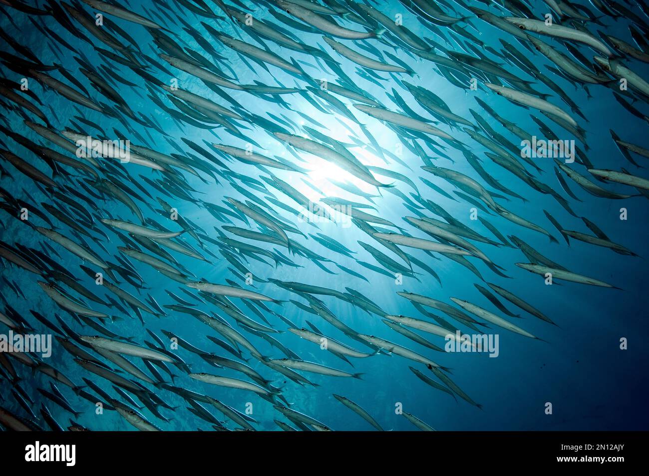 School of sharpfin barracuda (Sphyraena acutipinnis), Andaman Sea ...