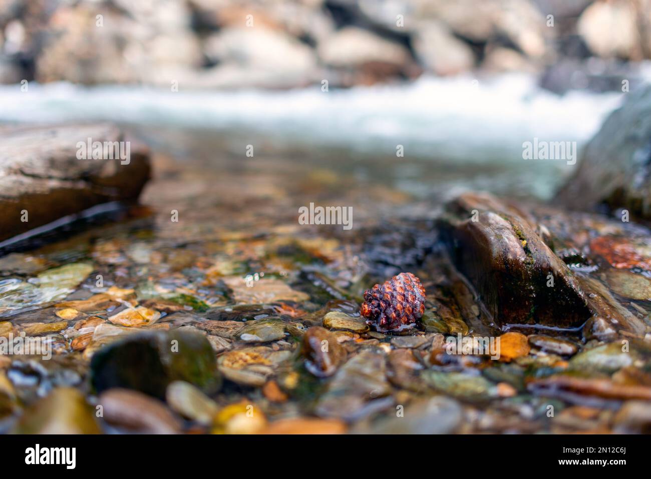 A fresh cedar cone lies in the clear water of a fast mountain stream ...
