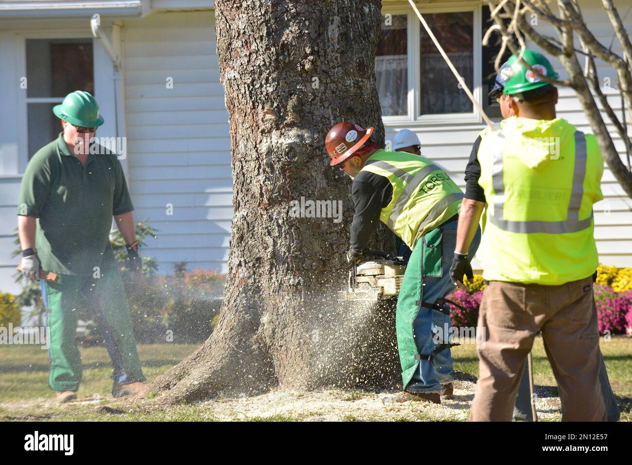 2015 Rockefeller Center Christmas Tree Cutting at the home of Albert ...