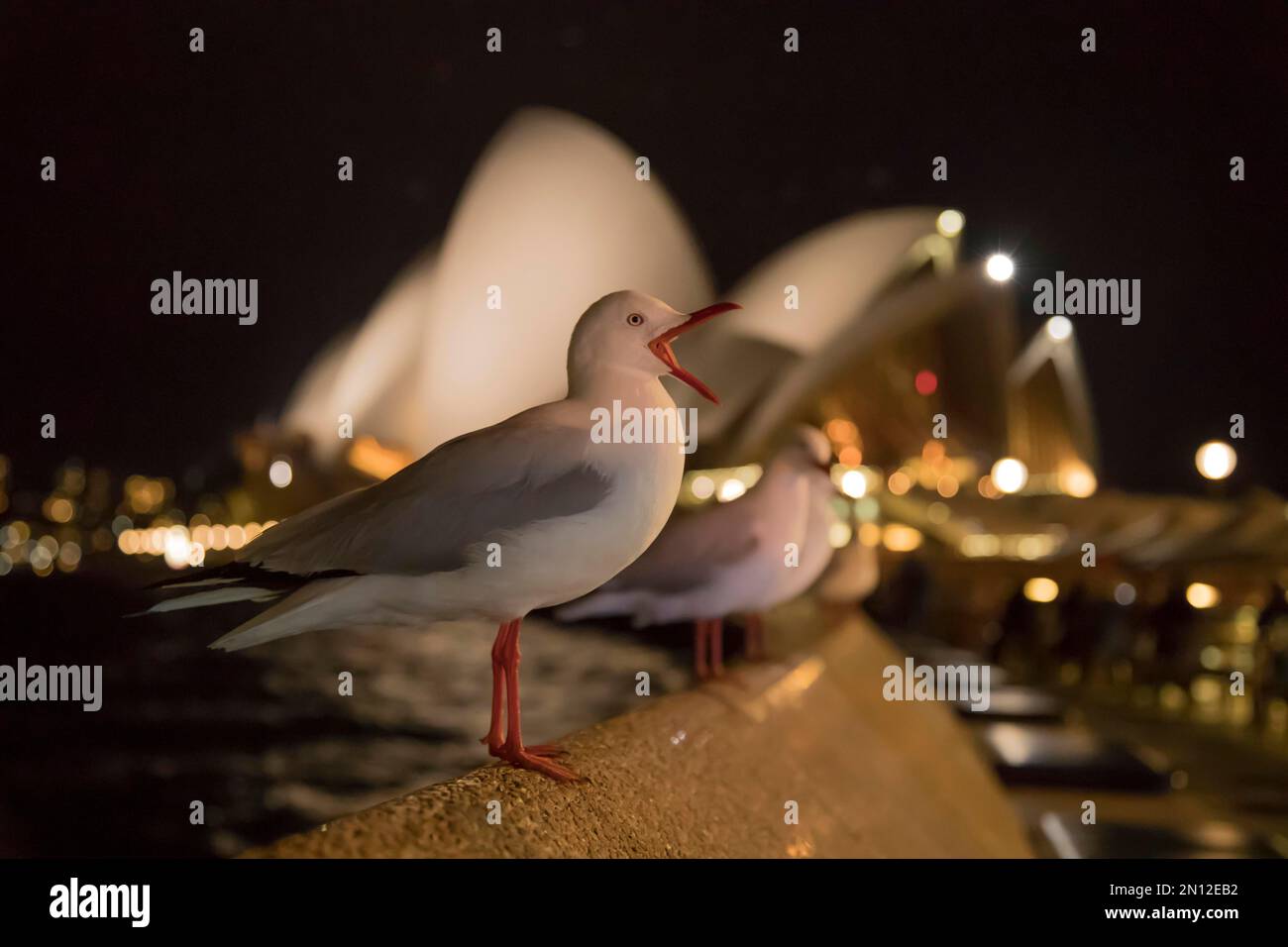Australian calling bird hi-res stock photography and images - Alamy