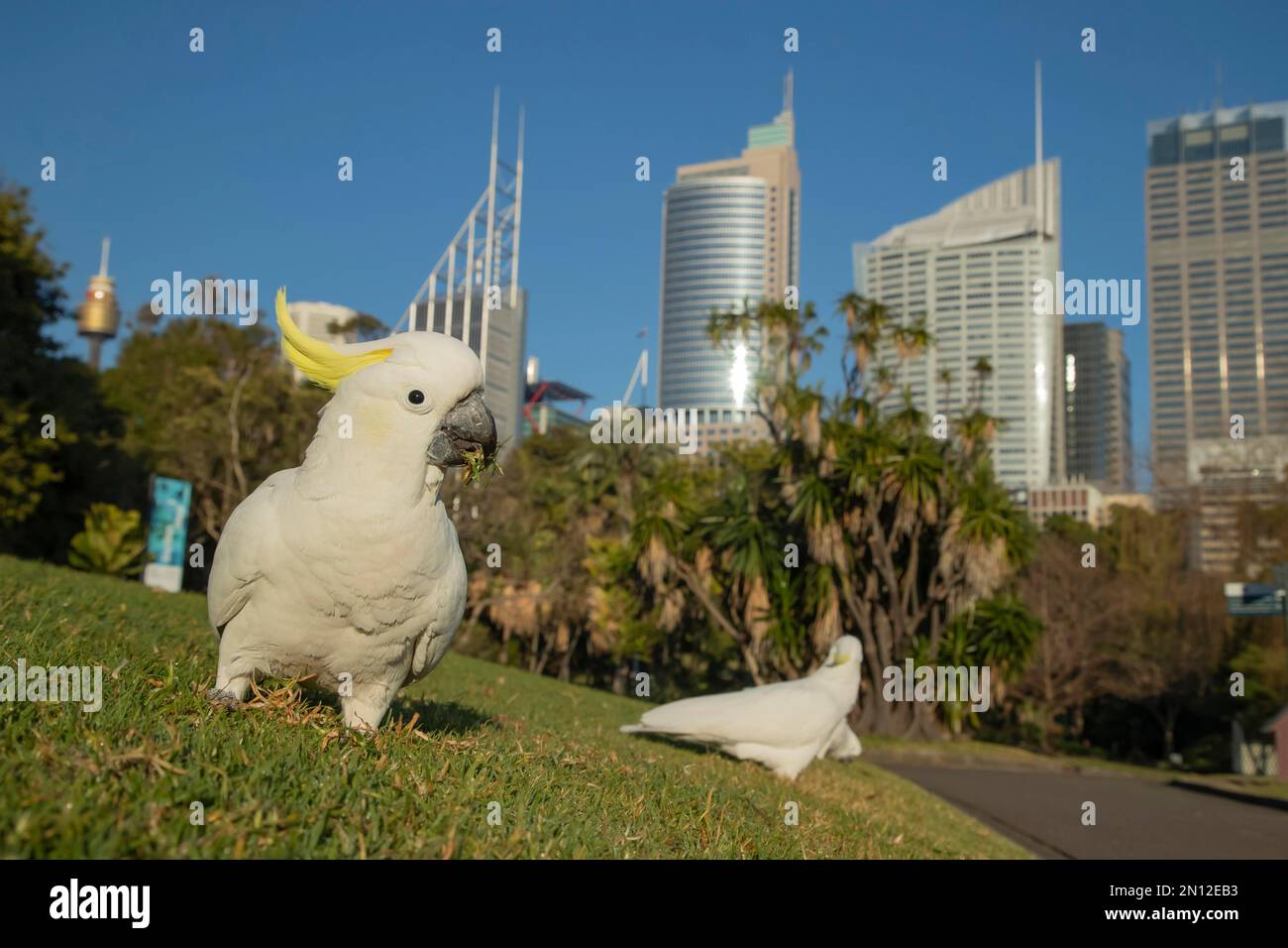 Sulphur-crested cockatoo (Cacatua galerita) adult birds feeding on ...