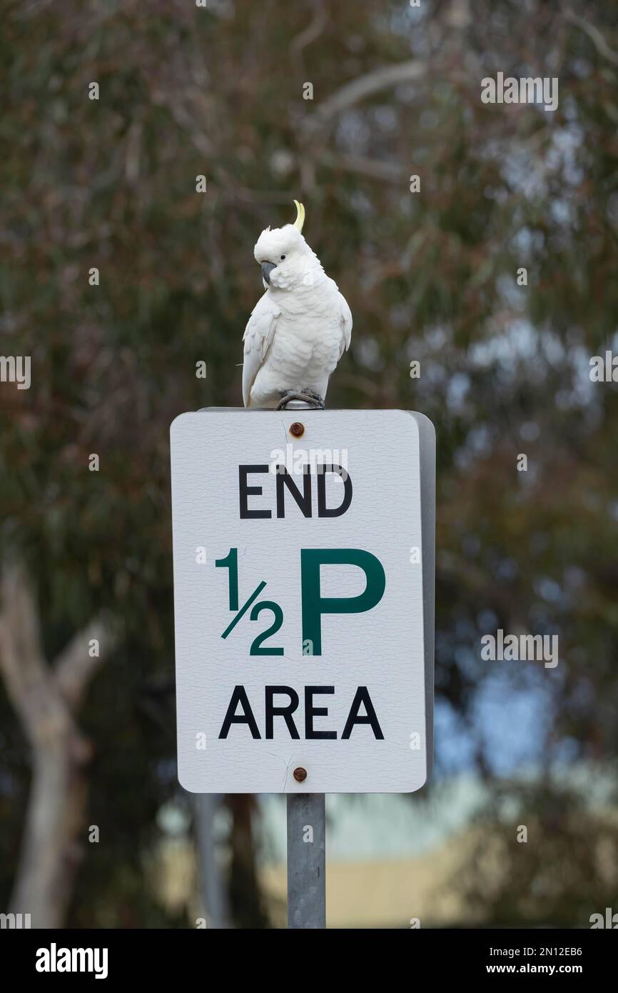 Sulphur-crested cockatoo (Cacatua galerita) adult bird sitting on a ...