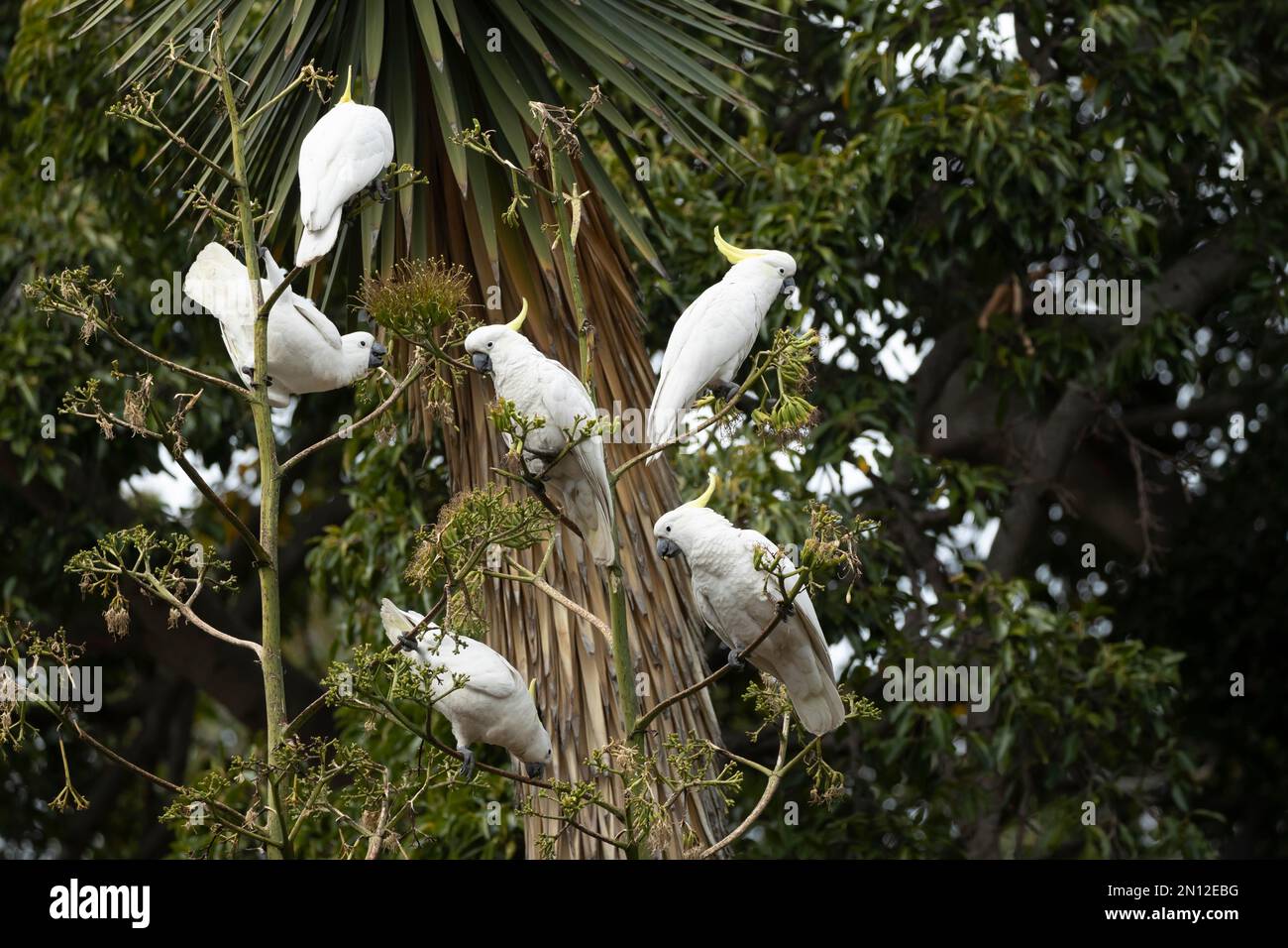 Sulphur-crested cockatoo (Cacatua galerita) six adult birds in a tree ...