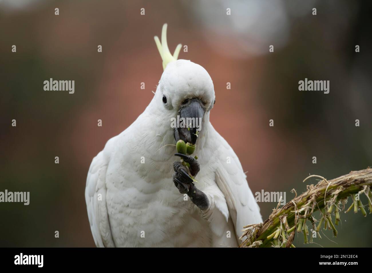 Sulphur-crested cockatoo (Cacatua galerita) adult bird feeding on fruit ...