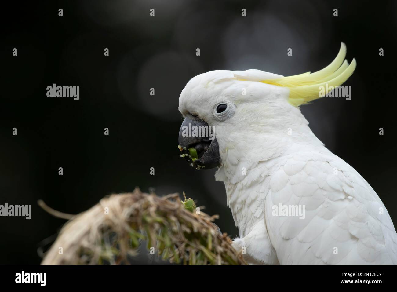 Sulphur-crested cockatoo (Cacatua galerita) adult bird feeding on fruit ...