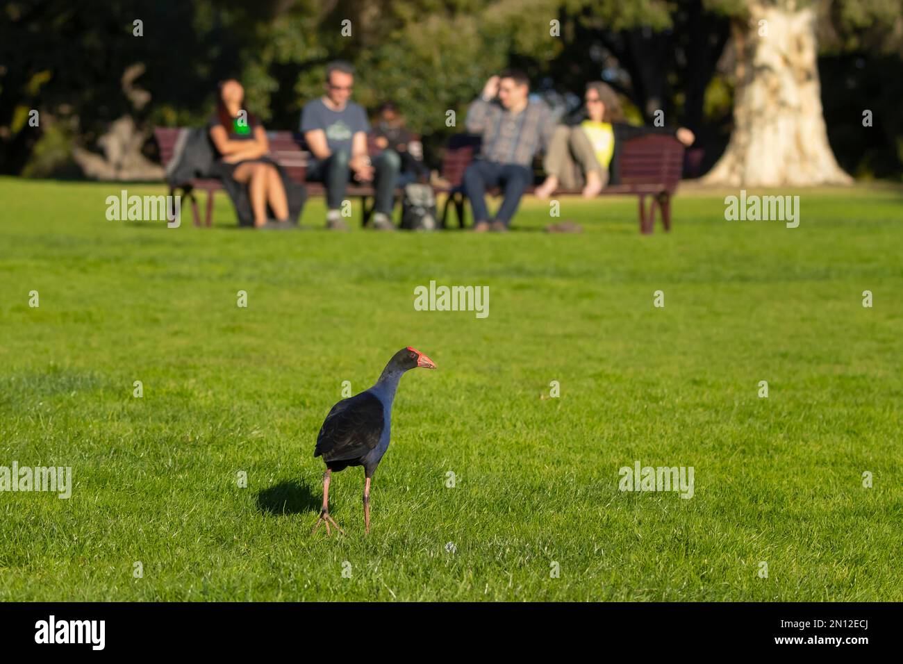 Australasian swamphen (Porphyrio melanotus) adult bird in a park ...