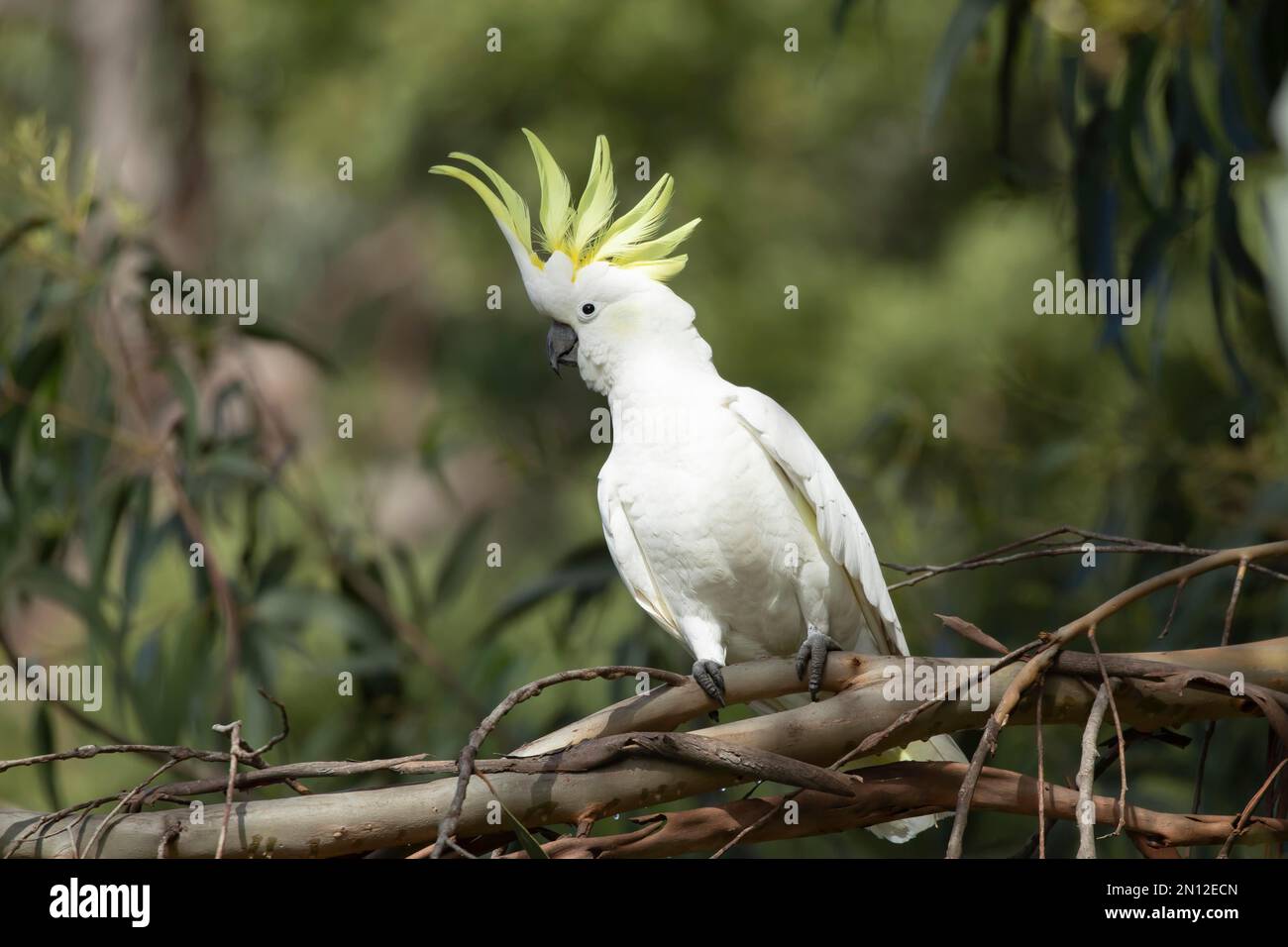 Sulphur-crested cockatoo (Cacatua galerita) adult bird in a tree ...