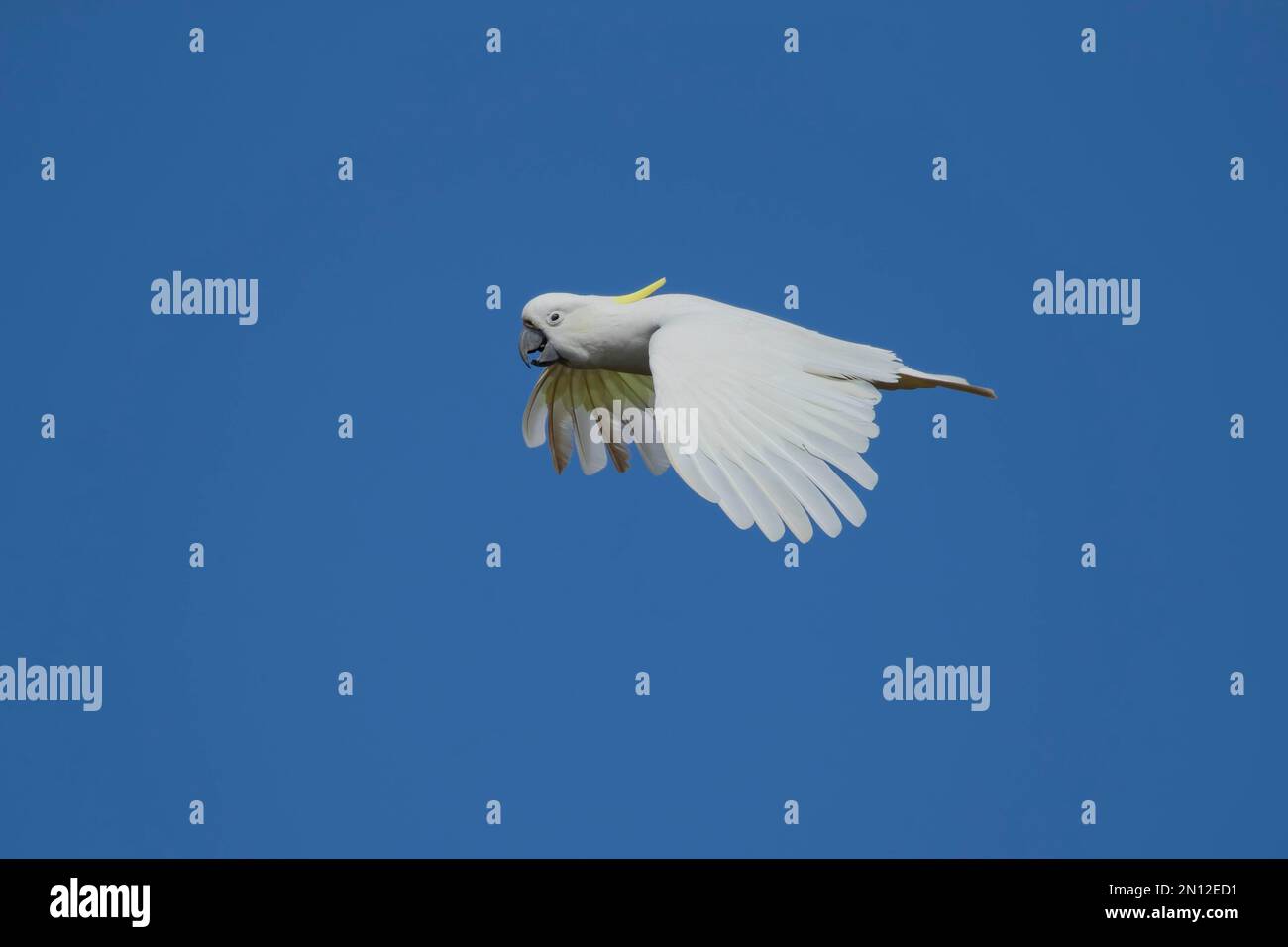 Sulphur-crested cockatoo (Cacatua galerita) adult bird flying, Kennett ...