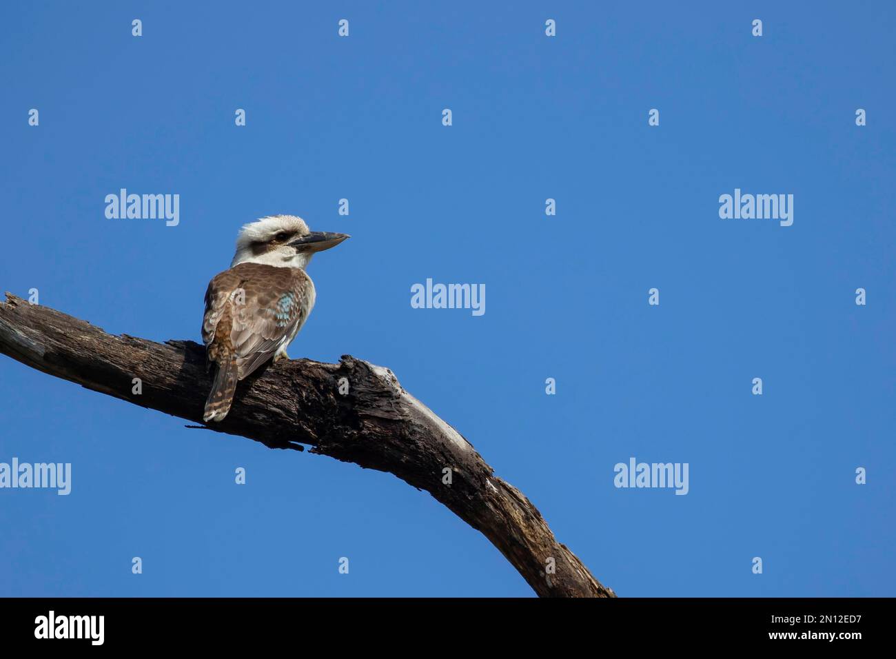 Laughing kookaburra (Dacelo novaeguineae) adult bird sitting on a tree ...