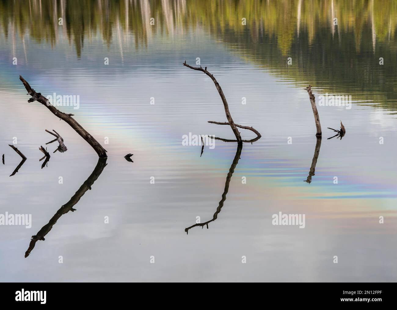 Branches Sticking Out Of