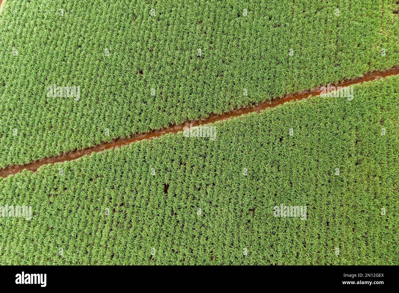 Aerial view, sugar cane fields near Grand Port, ile Chat, Mauritius ...