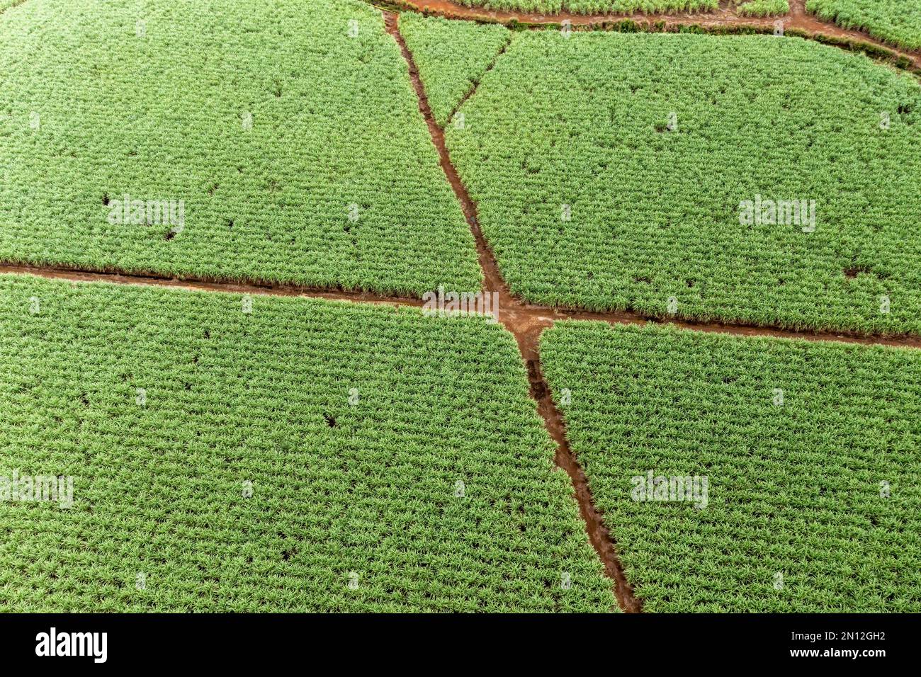 Aerial view, sugar cane fields near Grand Port, ile Chat, Mauritius ...