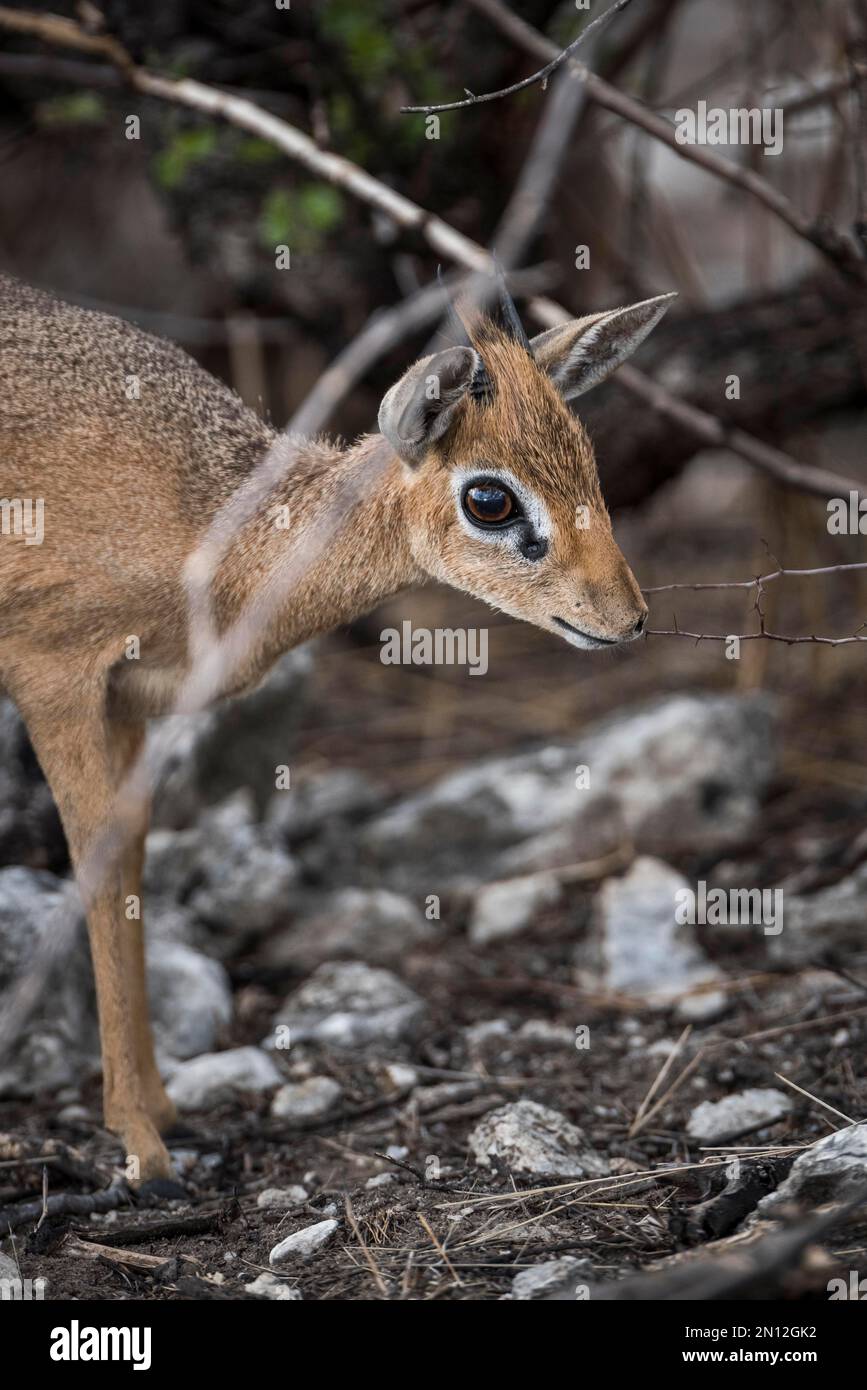 Kirk dikdik or kirk's dik-dik (Madoqua kirkii), male animal feeding on ...