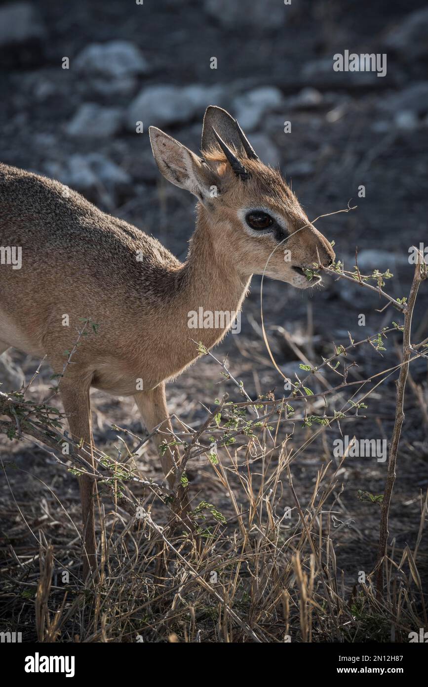 Kirk dikdik or kirk's dik-dik (Madoqua kirkii), male animal feeding on ...