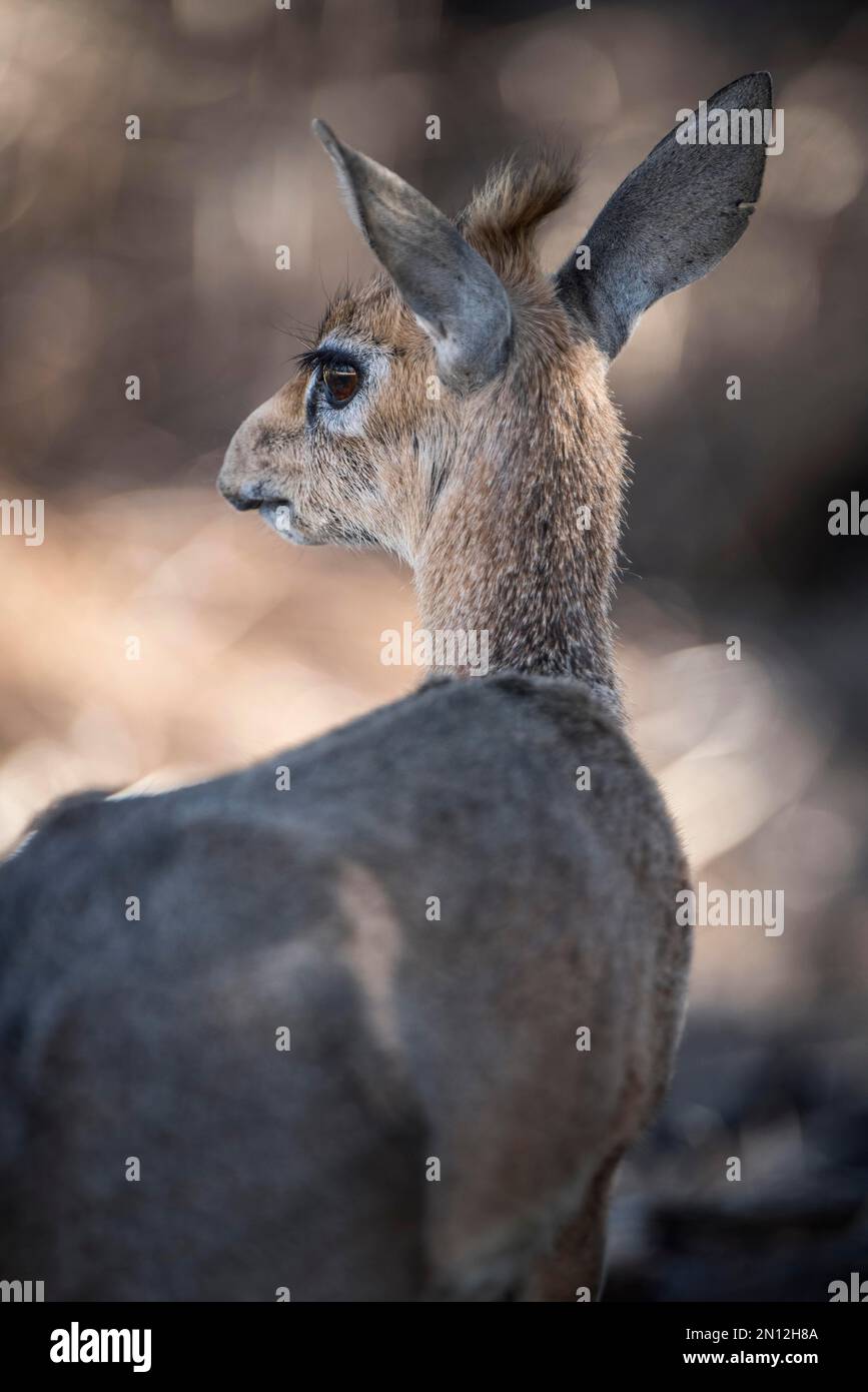 Kirk dikdik or kirk's dik-dik (Madoqua kirkii), female, Etosha National ... Kirk dikdik or kirk's dik-dik (Madoqua kirkii), female, Etosha National ...