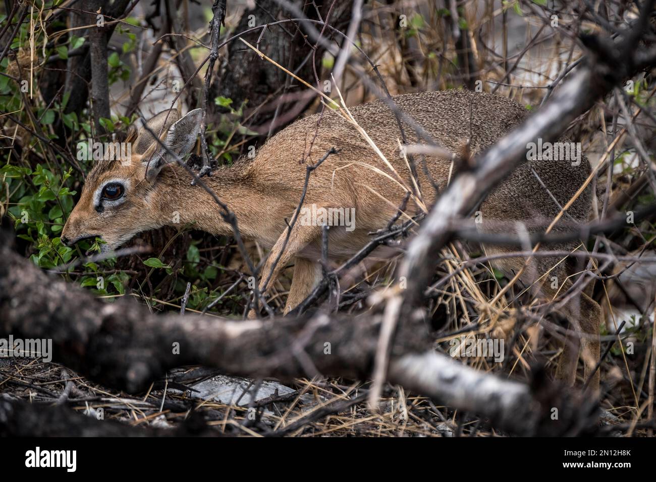 Dik dik bush hi-res stock photography and images - Alamy