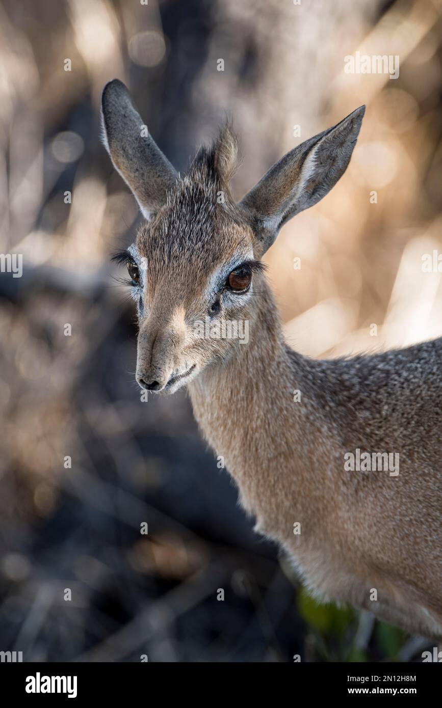 Kirk dikdik or kirk's dik-dik (Madoqua kirkii), female, Etosha National ... Kirk dikdik or kirk's dik-dik (Madoqua kirkii), female, Etosha National ...