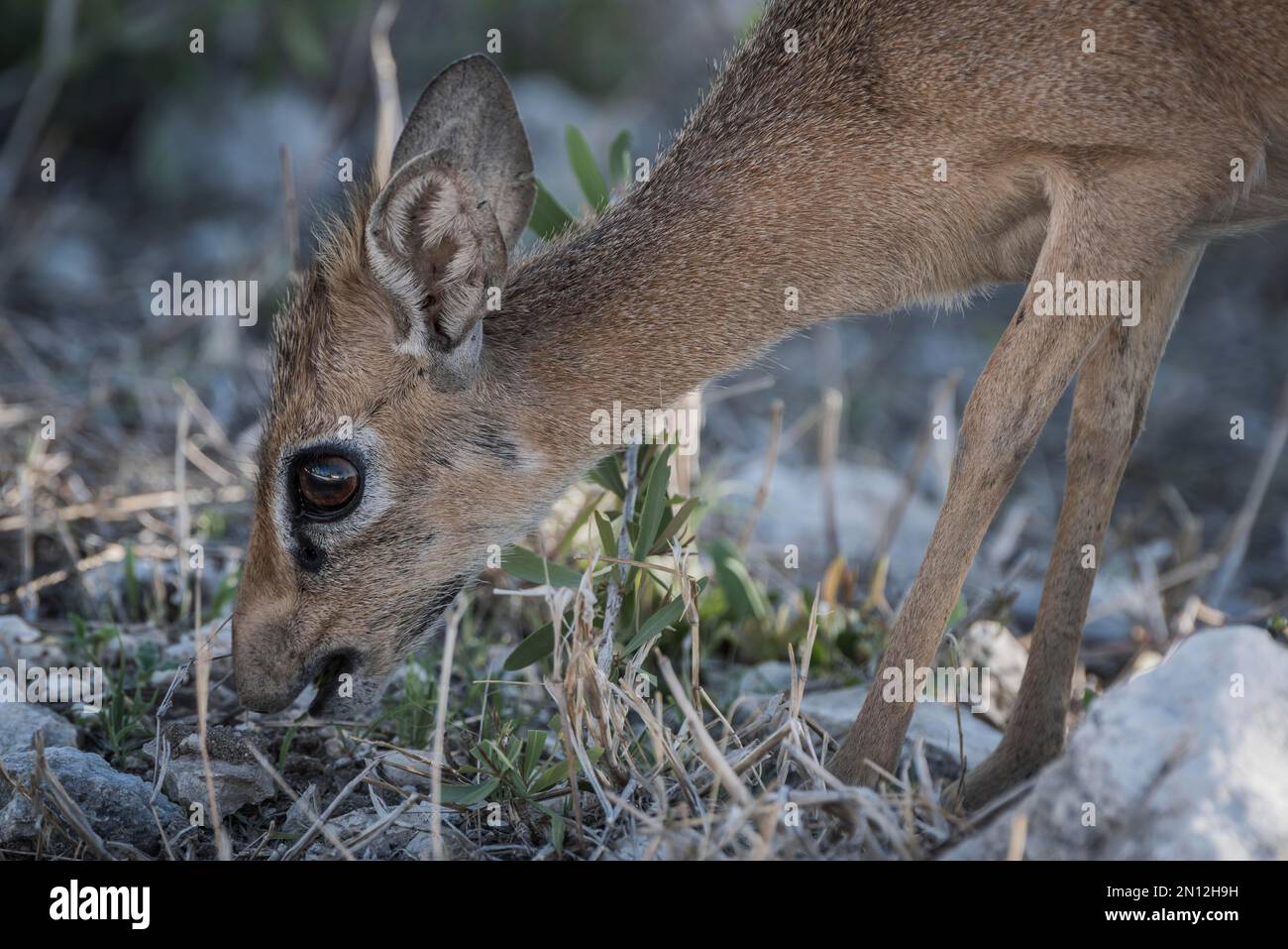 Kirk dikdik or kirk's dik-dik (Madoqua kirkii), female feeding, Etosha ... Kirk dikdik or kirk's dik-dik (Madoqua kirkii), female feeding, Etosha ...