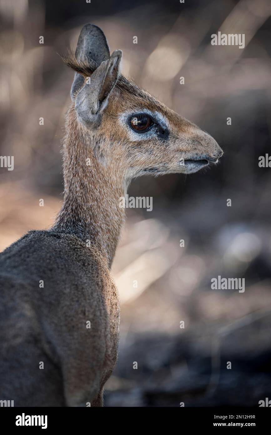 Kirk dikdik or kirk's dik-dik (Madoqua kirkii), female, Etosha National Park, Namibia, Africa ...