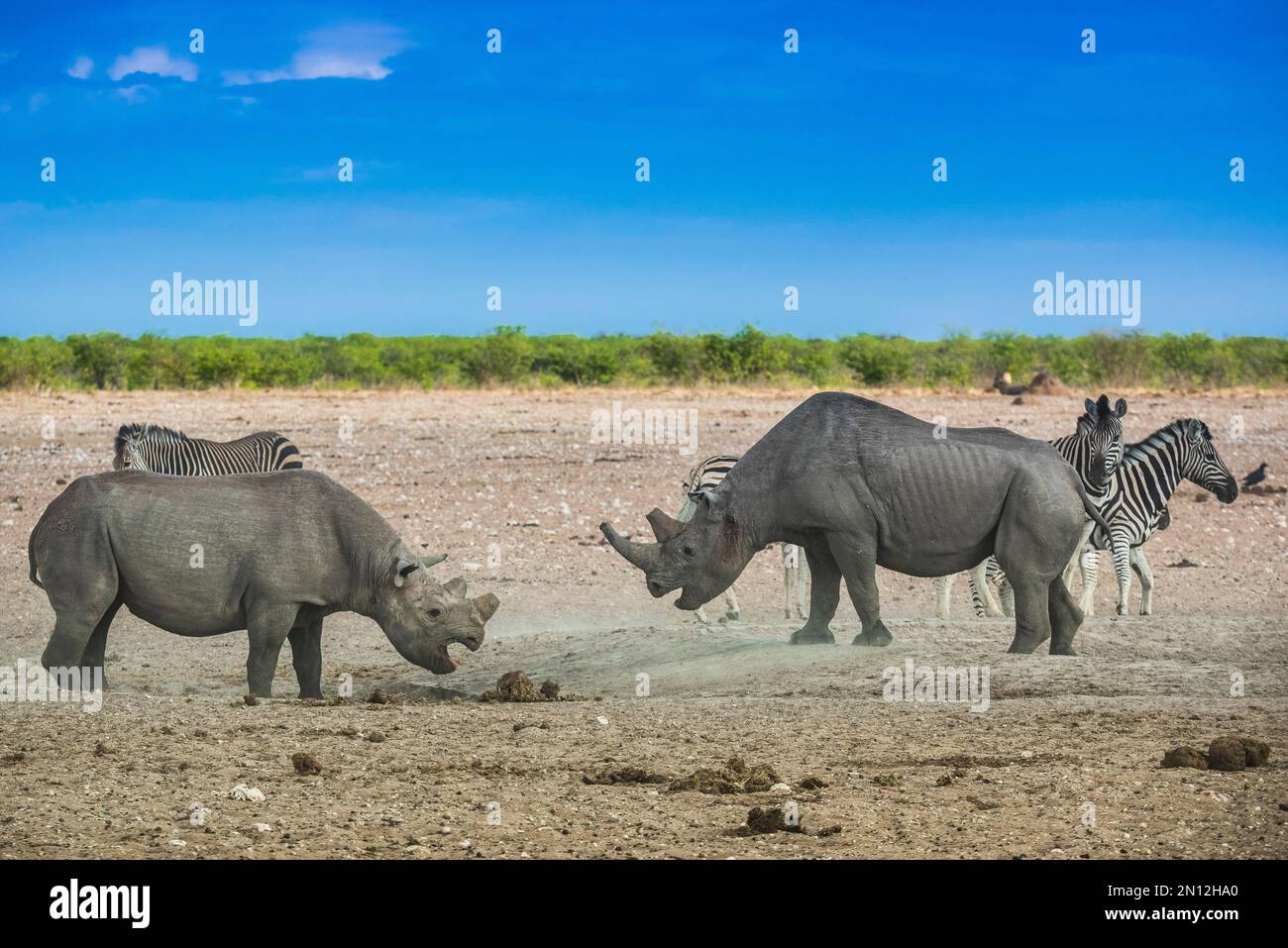 Black rhinoceroses (Diceros bicornis) fighting at a waterhole, Etosha ...