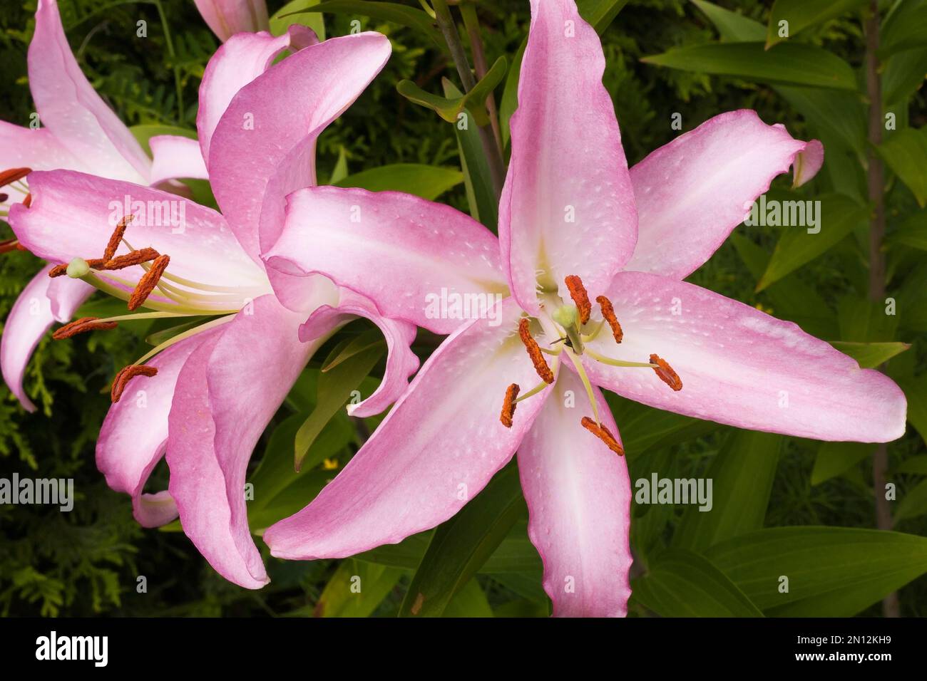 Lilium america hi-res stock photography and images - Alamy