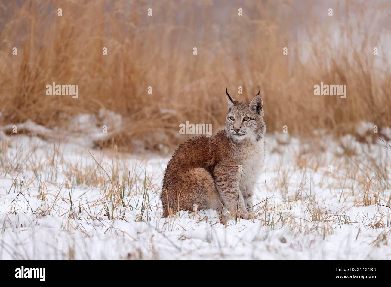 Eurasian lynx (Lynx lynx) sitting among grasses in winter, Czech ...