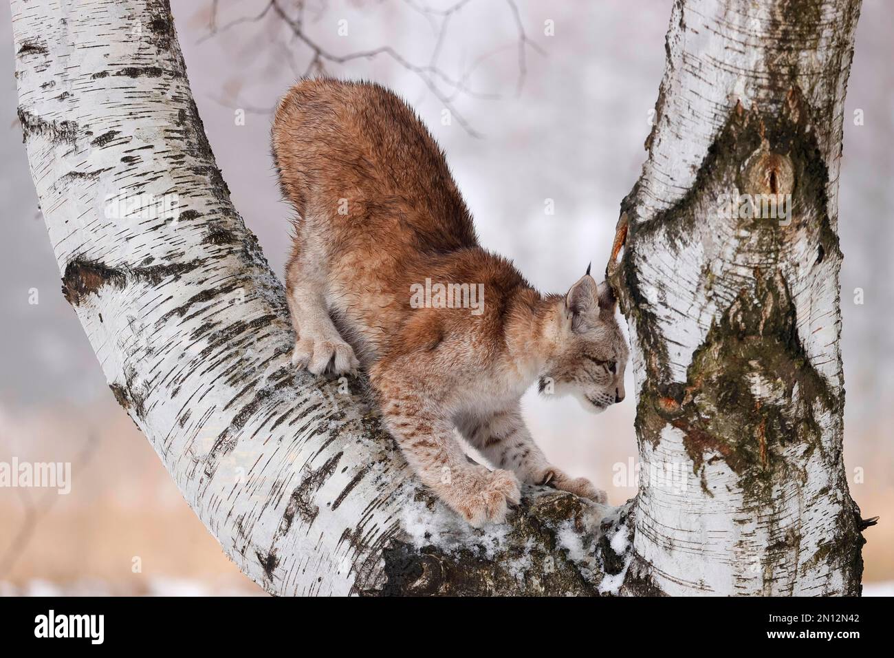 Eurasian lynx (Lynx lynx) climbing a tree in winter, Czech Republic ...