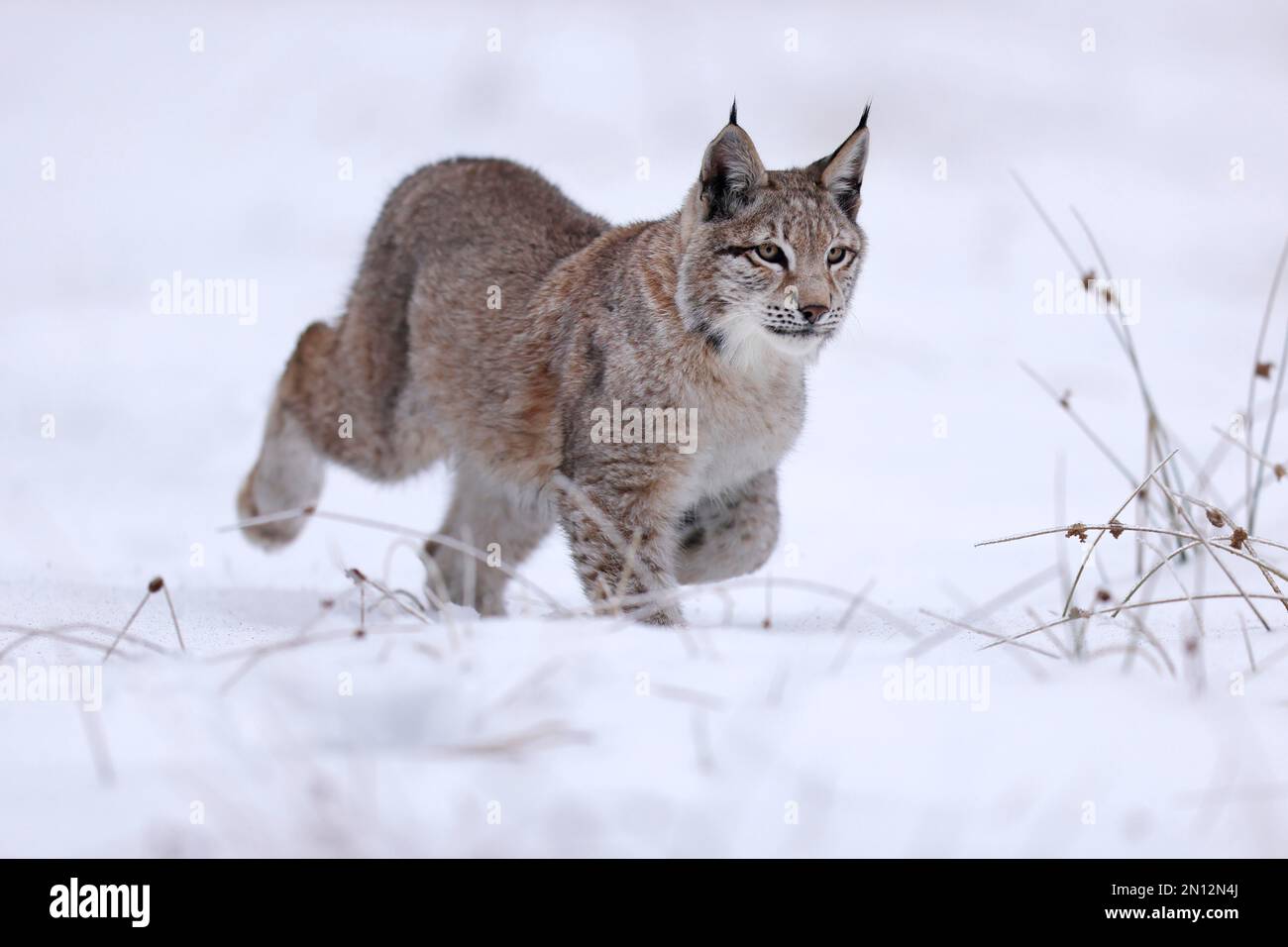 Lynx Running
