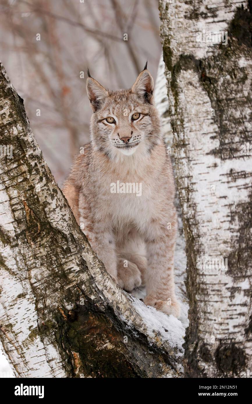 Eurasian lynx (Lynx lynx) on a tree in winter, Czech Republic, Europe ...