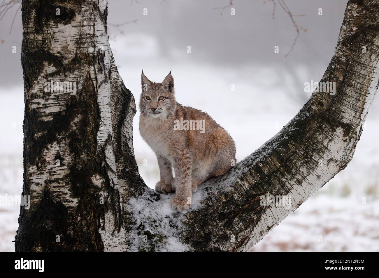 Eurasian lynx (Lynx lynx) on a tree in winter, Czech Republic, Europe ...