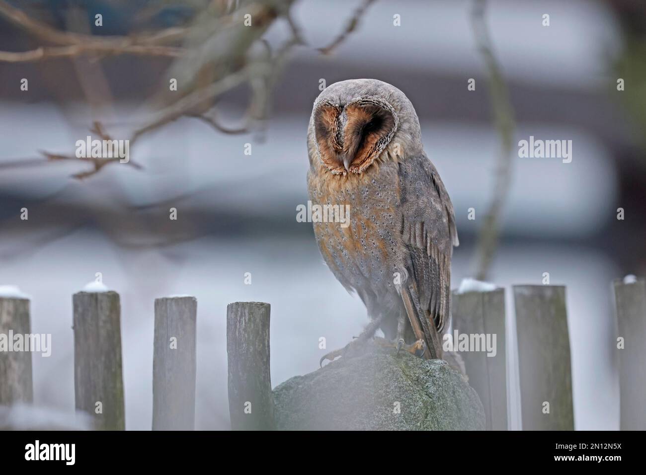 Common barn owl (Tyto alba) sitting on a fence, Czech Republic, Europe ...