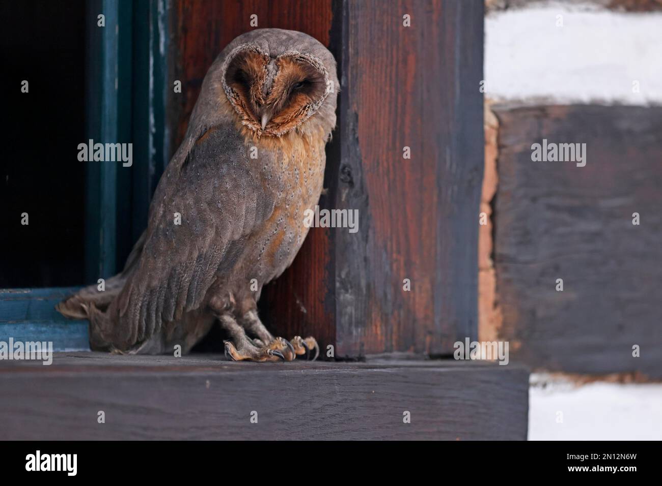 Common barn owl (Tyto alba) sitting on a fence, Czech Republic, Europe ...