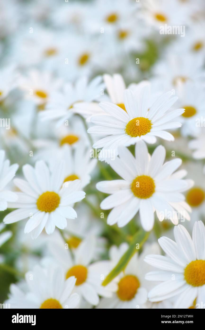Daisies in bloom. Close-up cropped image of white daisy flowers in ...
