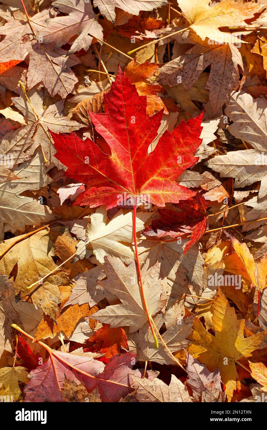 Red maple leaf, lying on the ground, Germany, Europe Stock Photo - Alamy