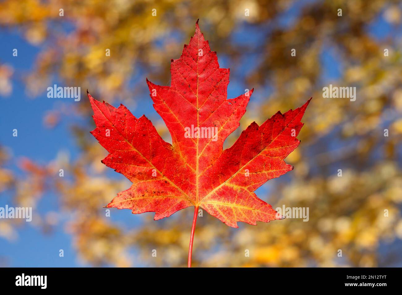 Blue maple leaf hi-res stock photography and images - Alamy