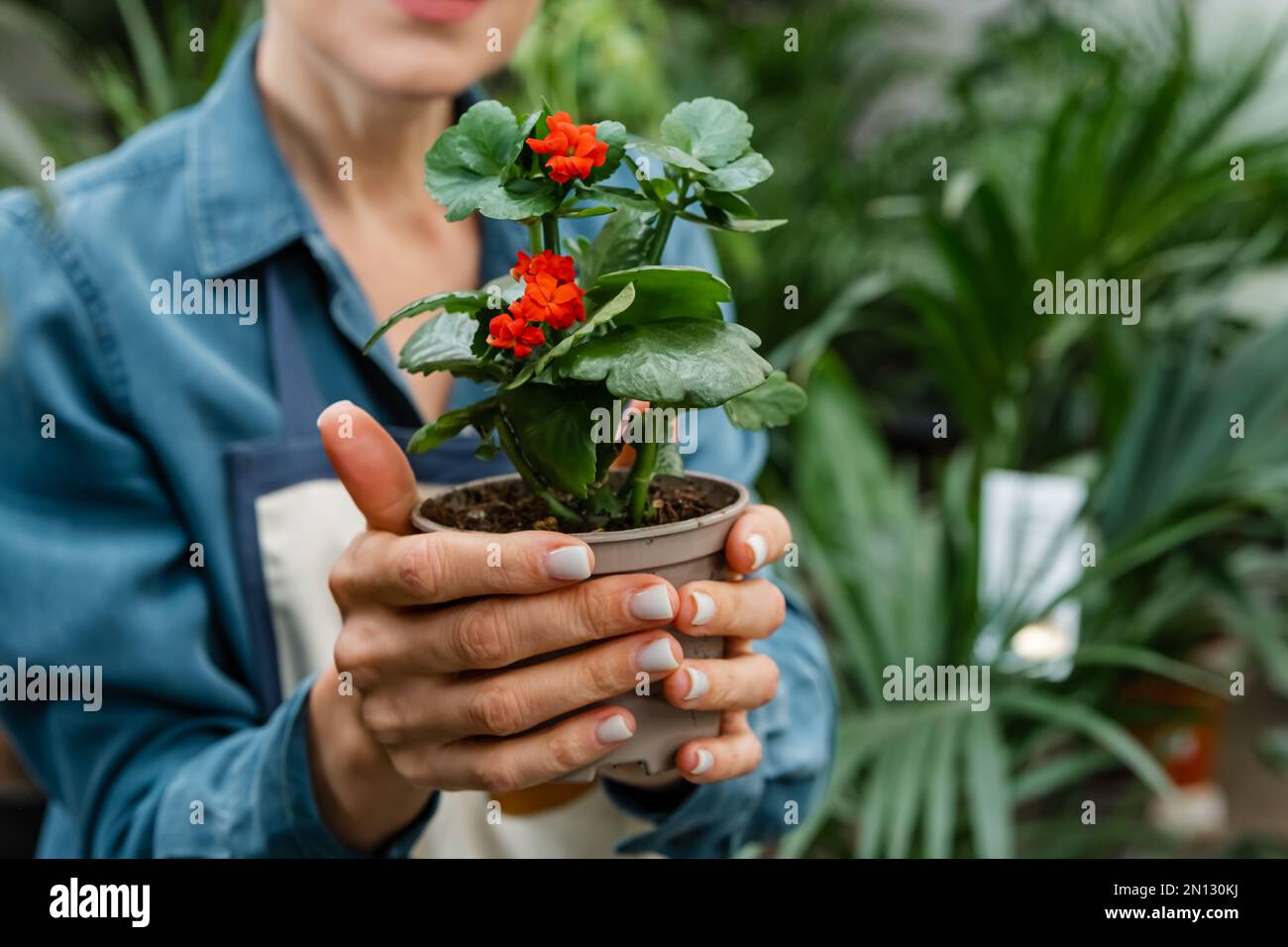 Hand holding up spring daisy flower in a flower pot. Womans hands Stock ...