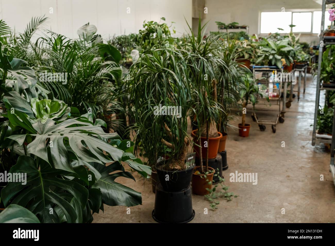 Potted plants in shelves arrangement hi-res stock photography and ...