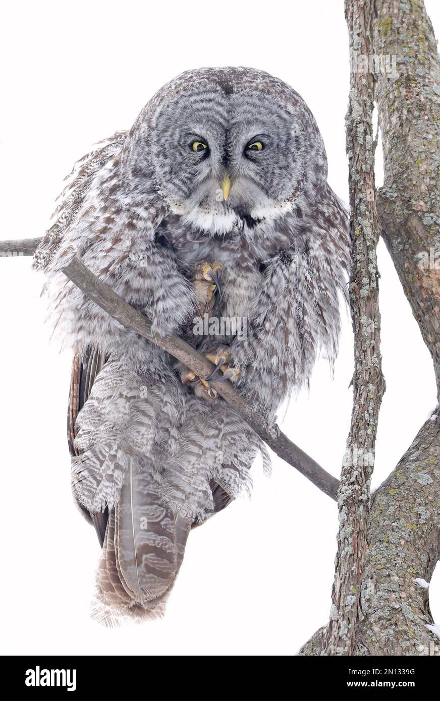 Great Grey Owl sitting on a tree branch in the forest, Quebec, Canada ...