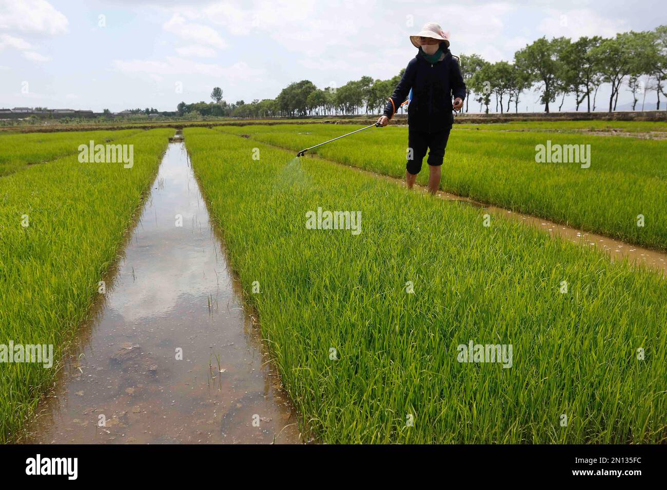 FILE - Farmers manage rice seedlings at the Namsa Co-op Farm of ...