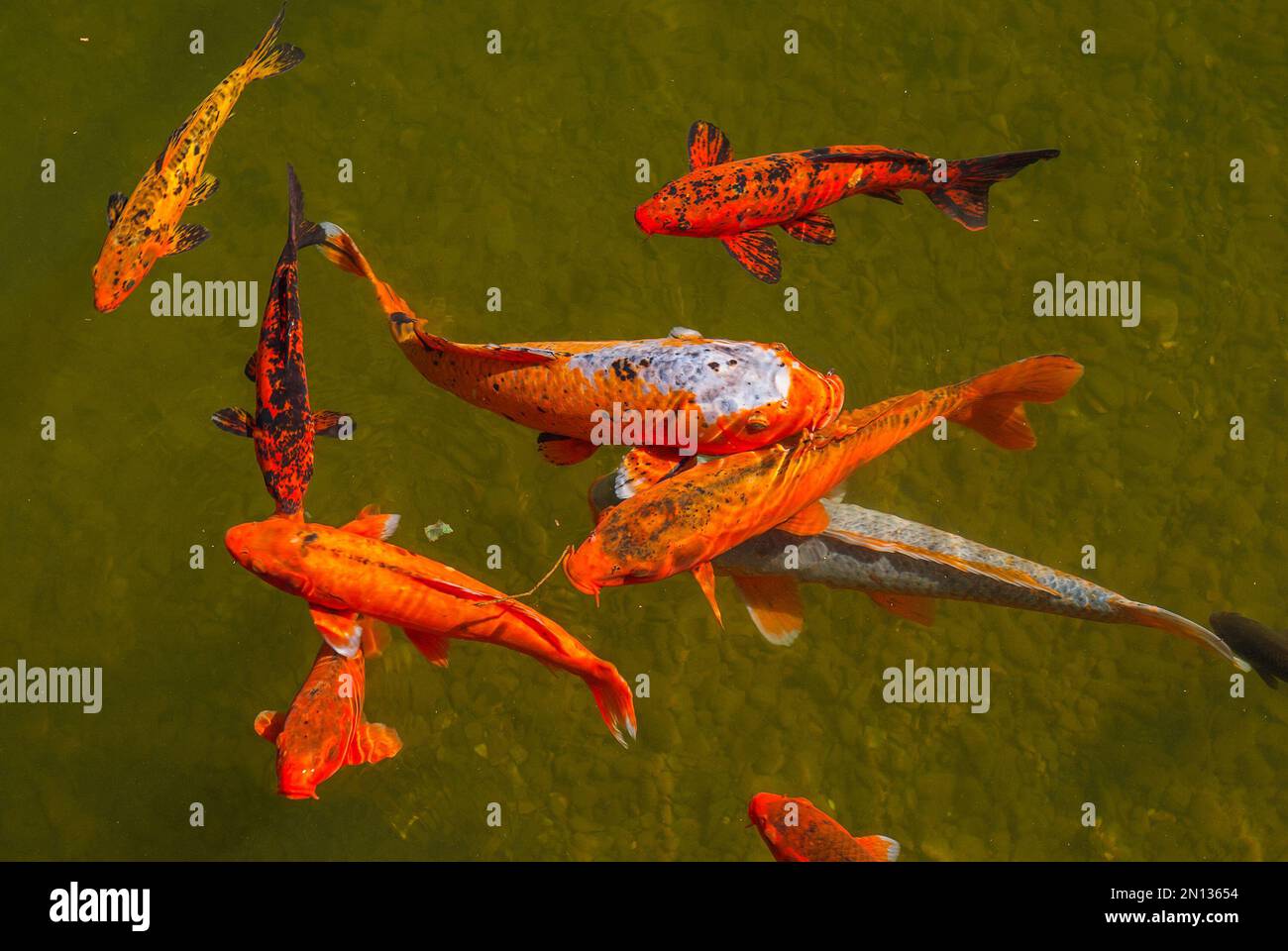A closeup top view of Koi fish in orange color and dots swimming in the ...