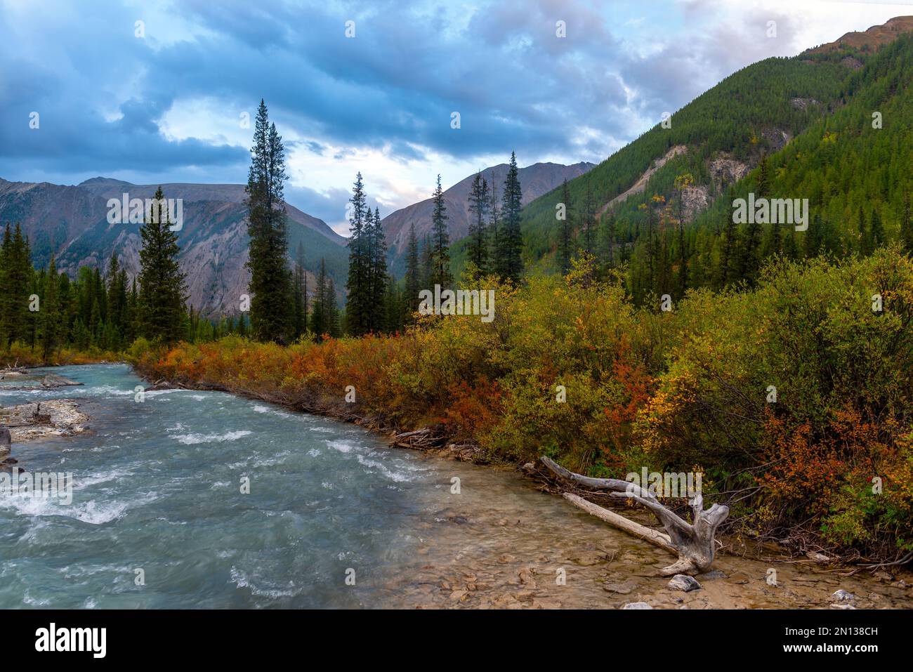 A dry log on the bank of an alpine river near the autumn grass in the ...