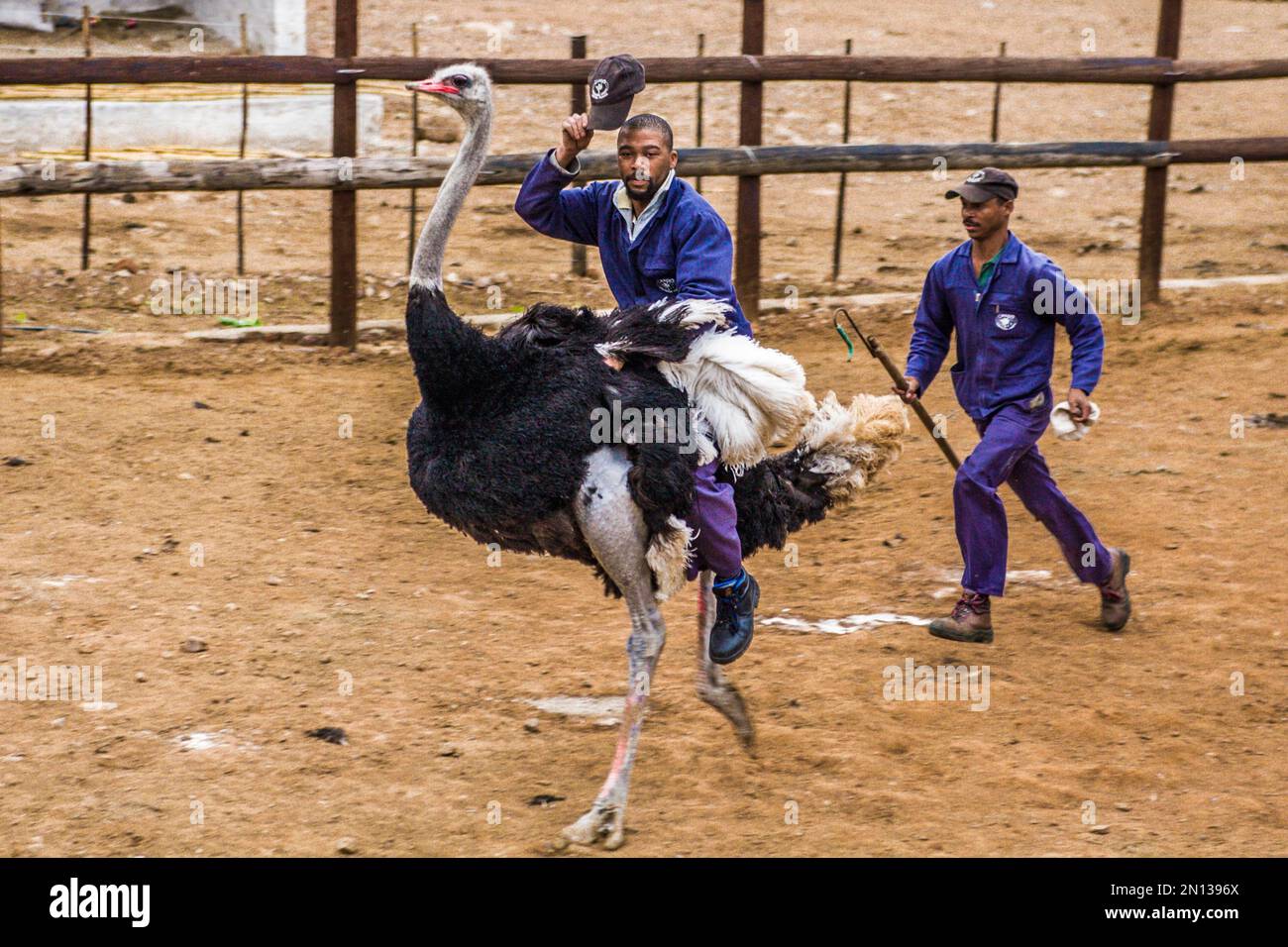 Ostrich race, ostrich farm, Oudtshoorn, South Africa, Western Cape ...