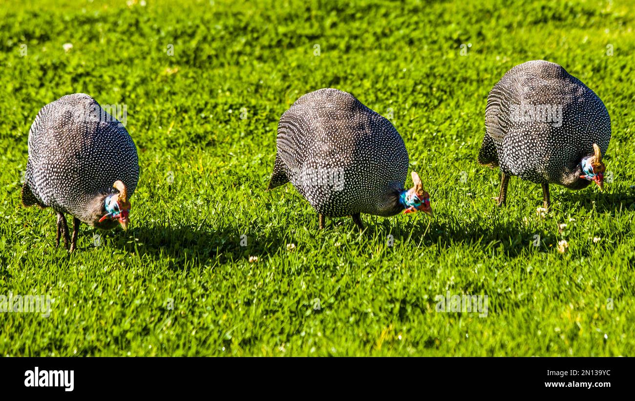 Guineafowls (Numididae), Kirstenbosch Botanical Gardens, Cape Town ...